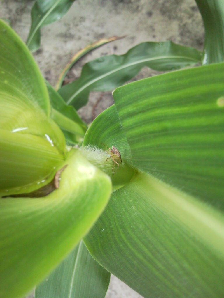 Managing Stink Bugs in Corn | NC State Extension