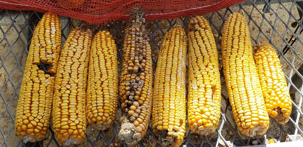 Reducing Aflatoxin in Grain Corn | NC State Extension