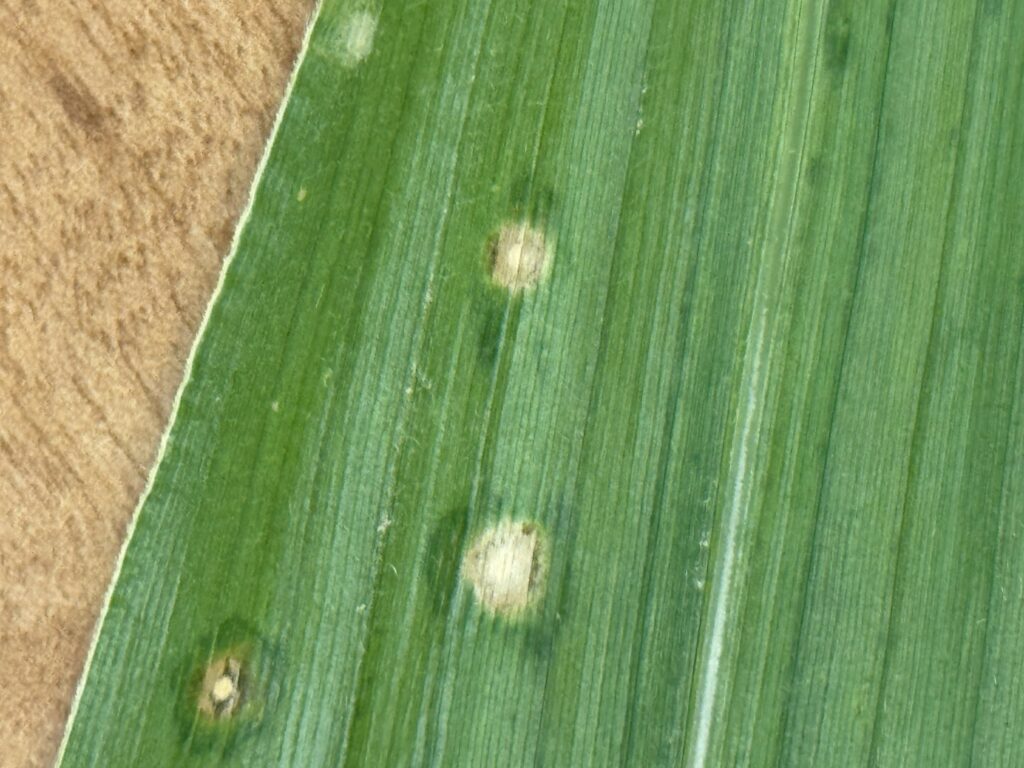 Seeing Spots on Corn? It’s Likely Holcus Leaf Spot | NC State Extension