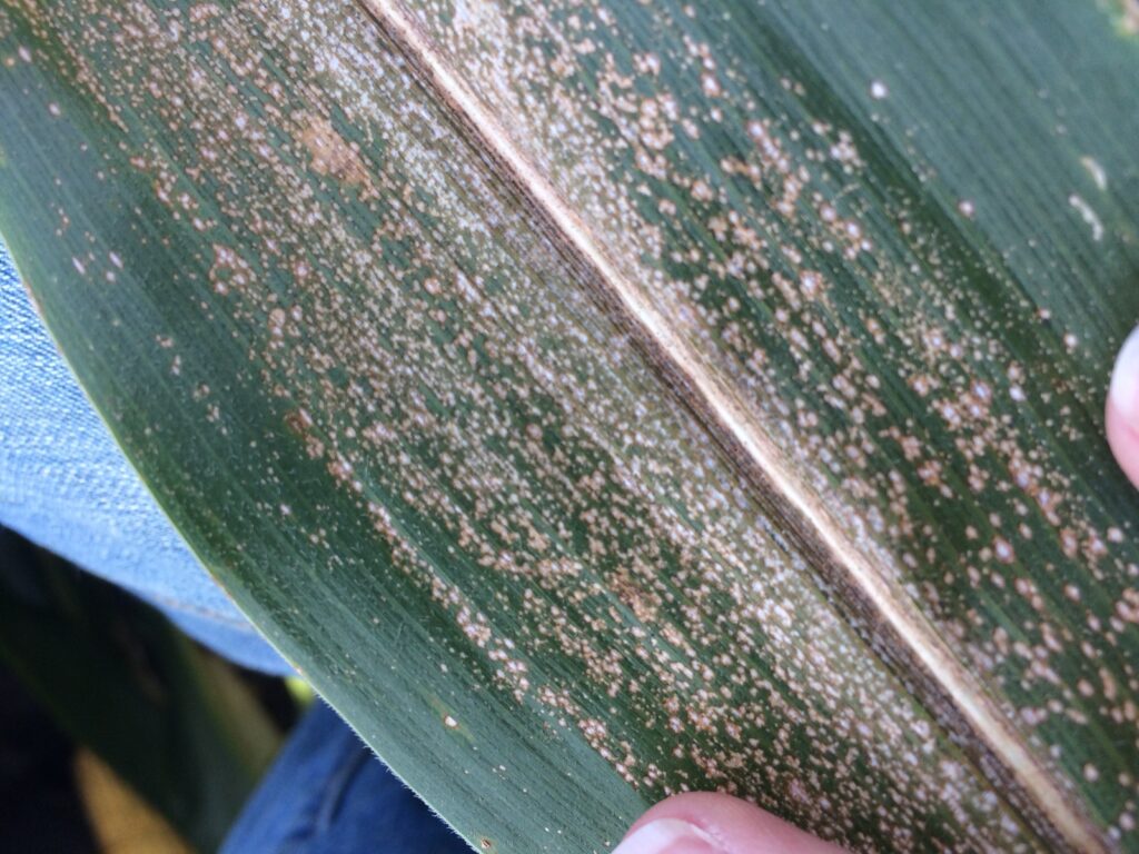 Dichotomous Key for Identifying Corn Leaf Spot Disorders | NC State ...